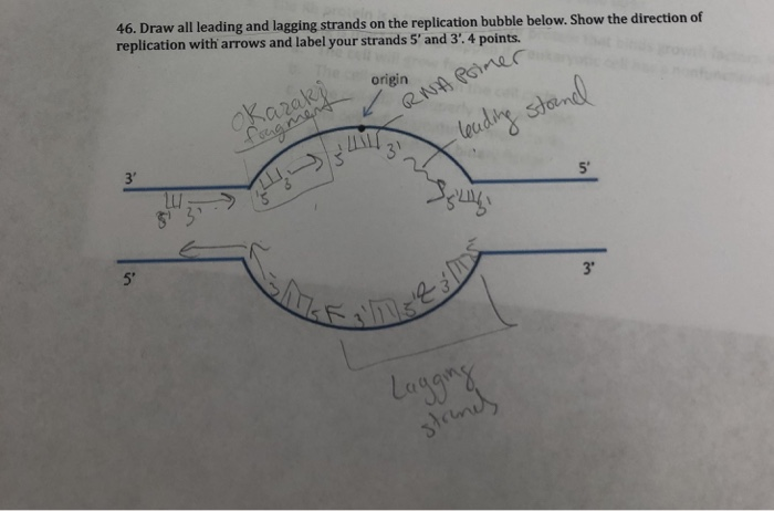 Solved Draw all leading and lagging strands on the | Chegg.com