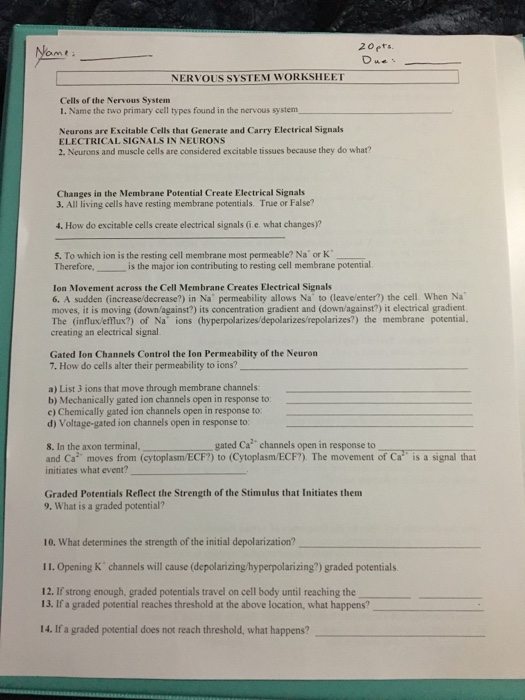 Solved NERVOUS SYSTEM WORKSHEET Cells of the Nervous System | Chegg.com