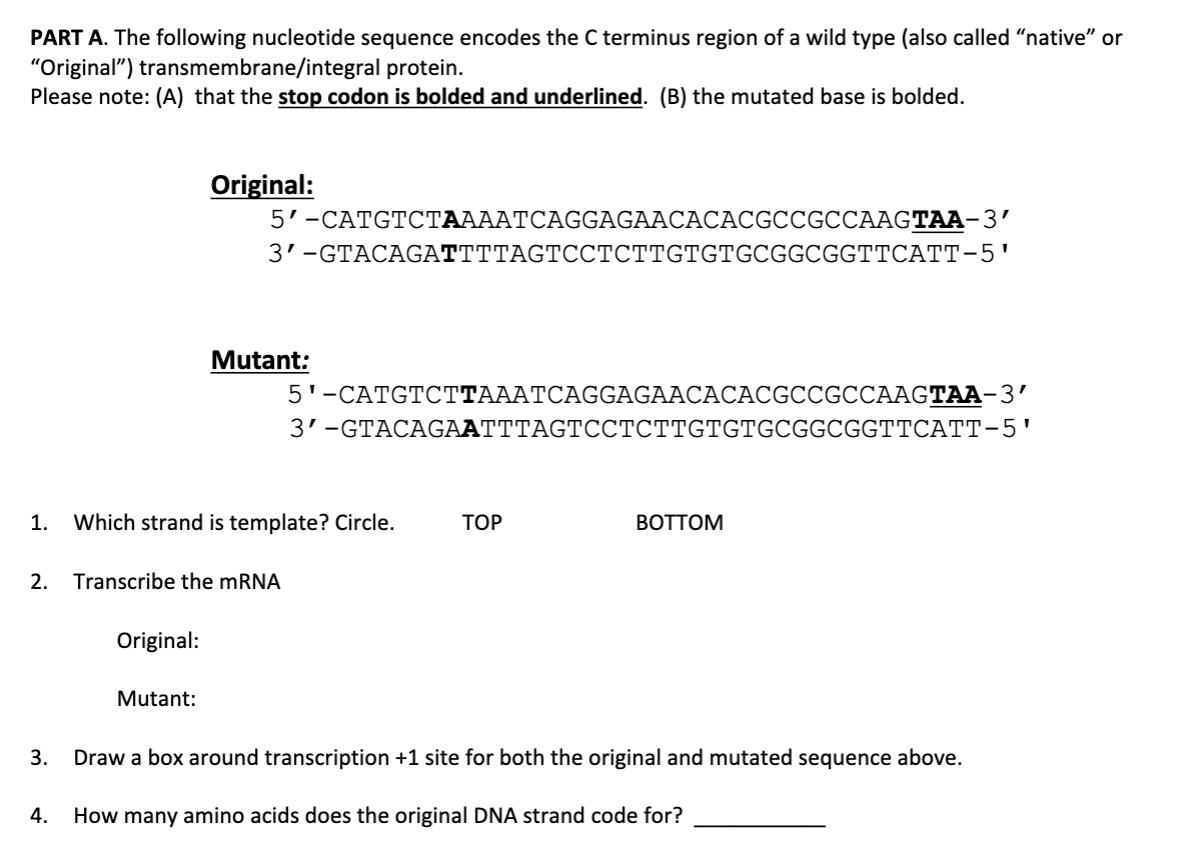 Solved The following nucleotide sequence encodes the C | Chegg.com