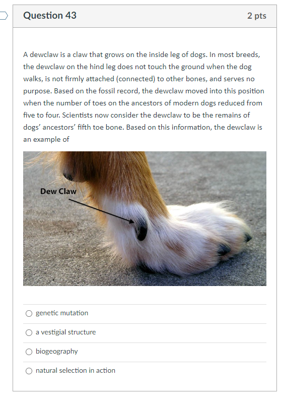 Solved A dewclaw is a claw that grows on the inside leg of | Chegg.com