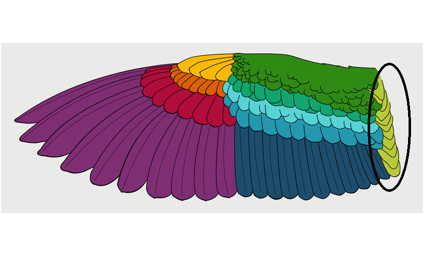 Bird Wing Anatomy Underside