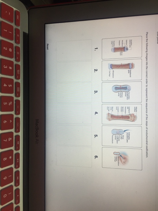 Solved Place the following images into the correct order to | Chegg.com