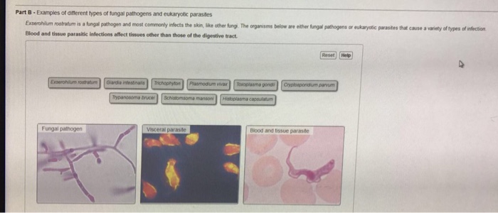 Part B Examples of dnerent types or tungal pathogens | Chegg.com