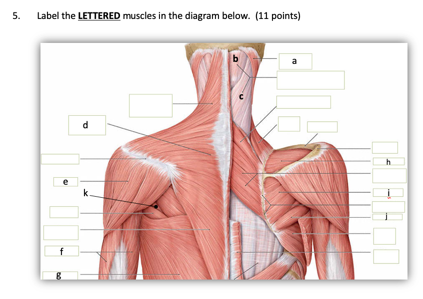 Blank Muscle Diagram