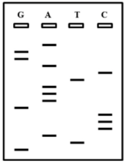 Solved Using the nomenclature dA, dT, dG, and dC as well as | Chegg.com