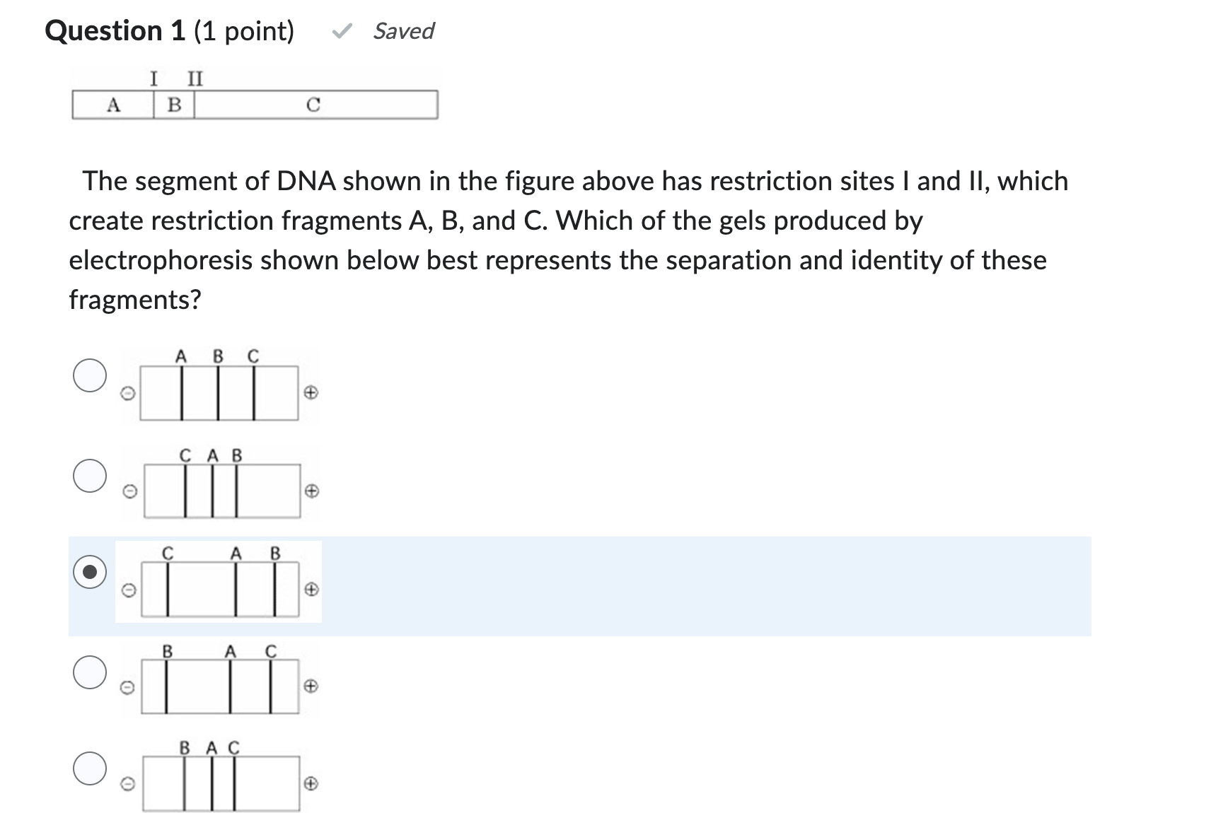 Solved The segment of DNA shown in the figure above has | Chegg.com Solved The segment of DNA shown in the figure above has | Chegg.com