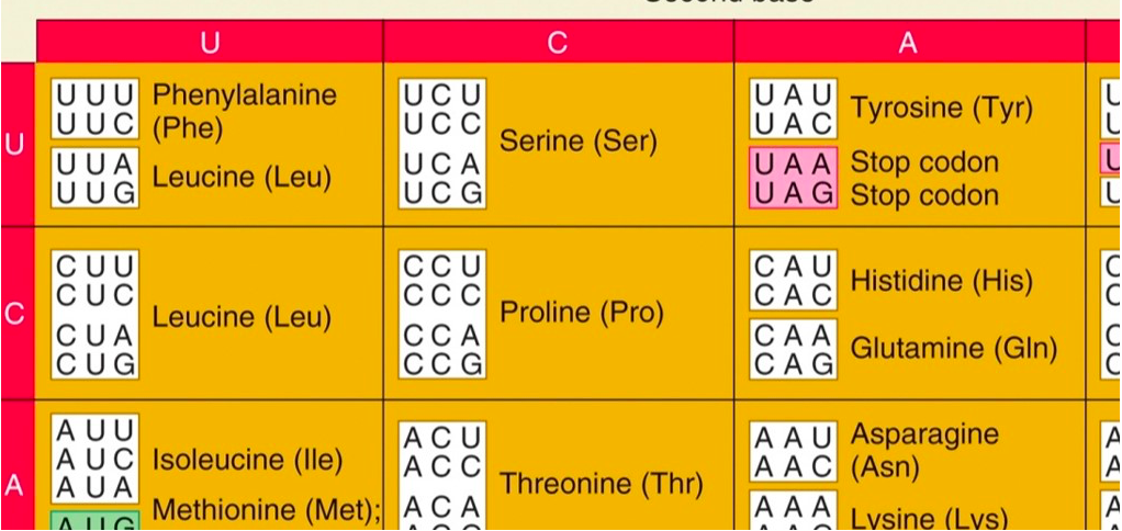 Solved UUU Phenylalanine UC U UCC UCA UAC Tyrosine (Tyr) UAA | Chegg.com