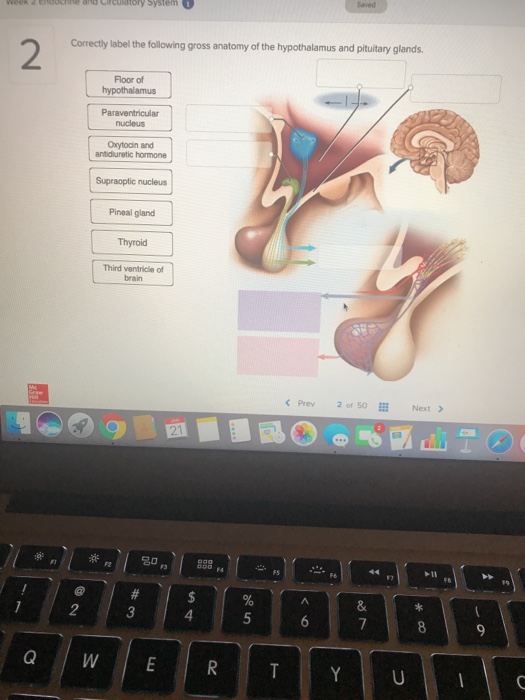 Solved Correctly label the following gross anatomy of the | Chegg.com