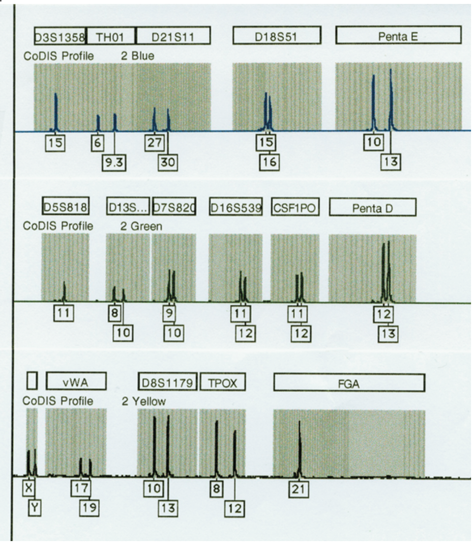 Solved The 15-STR locus DNA profile of a missing person, | Chegg.com