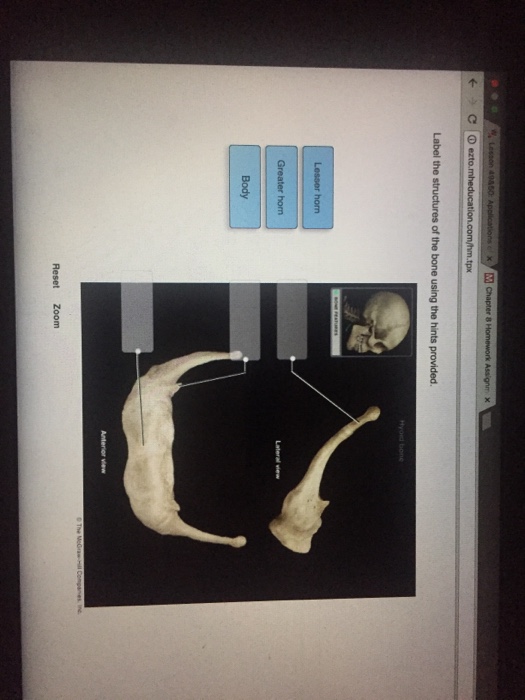 Solved: Label The Structures Of The Bone Using The Hints P... | Chegg.com