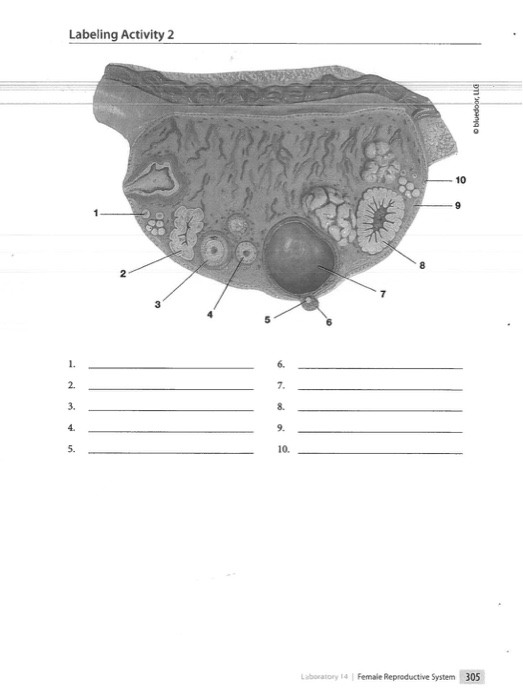 Solved Labeling Activity 2 10 7 5 2. 7. 3. 9. 5. 10. | Chegg.com
