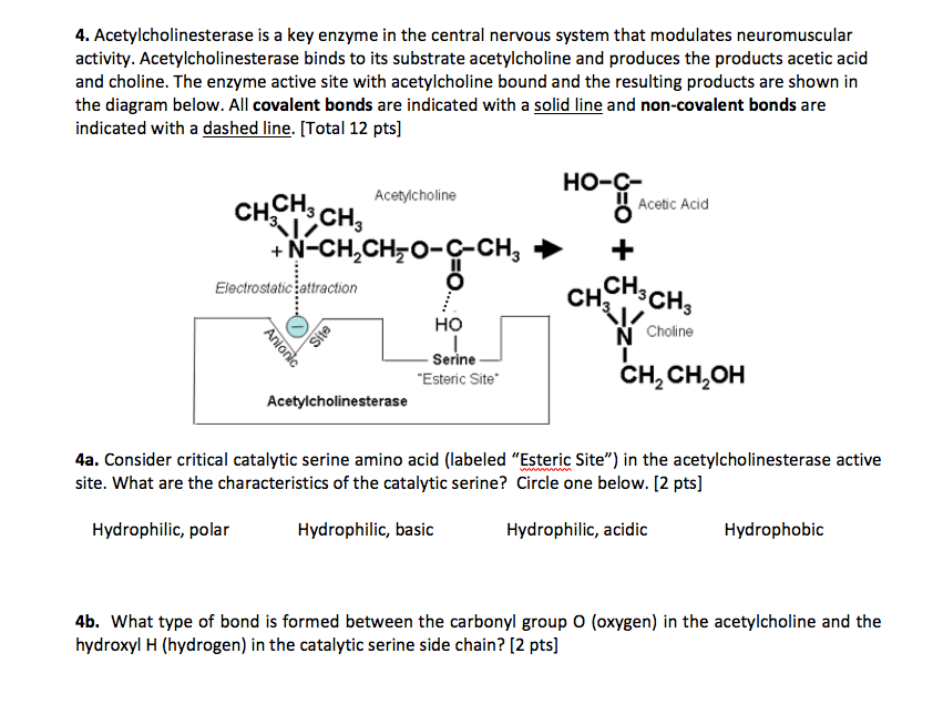 Solved 4. Acetylcholinesterase is a key enzyme in the | Chegg.com