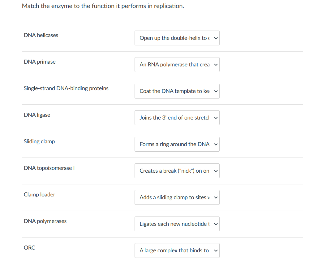 Solved Match the enzyme to the function it performs in | Chegg.com