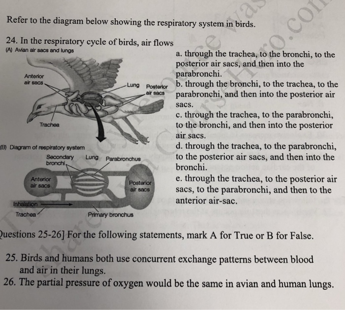 Solved Refer to the diagram below showing the respiratory | Chegg.com