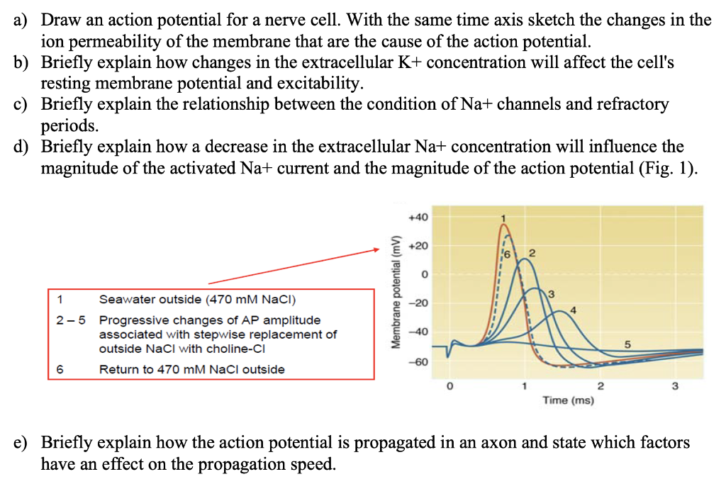 Solved a) Draw an action potential for a nerve cell. With | Chegg.com