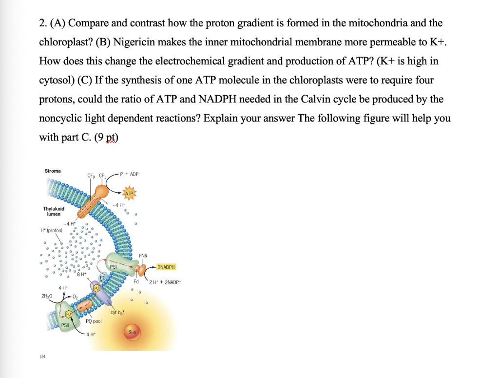 Solved 2. (A) Compare and contrast how the proton gradient | Chegg.com