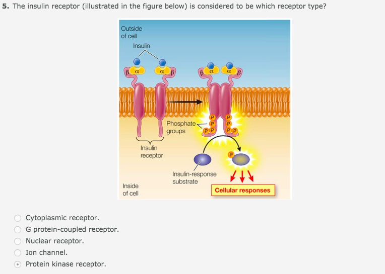 Tyrosine Kinase Receptor Insulin