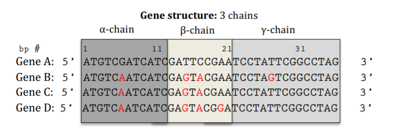 Solved Gene structure: 3 chains a-chain B-chain y-chain bp # | Chegg.com