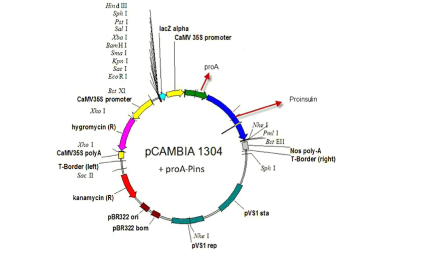 lacz alpha CaMV 358 promoter Hind III Sph I Pst ! | Chegg.com