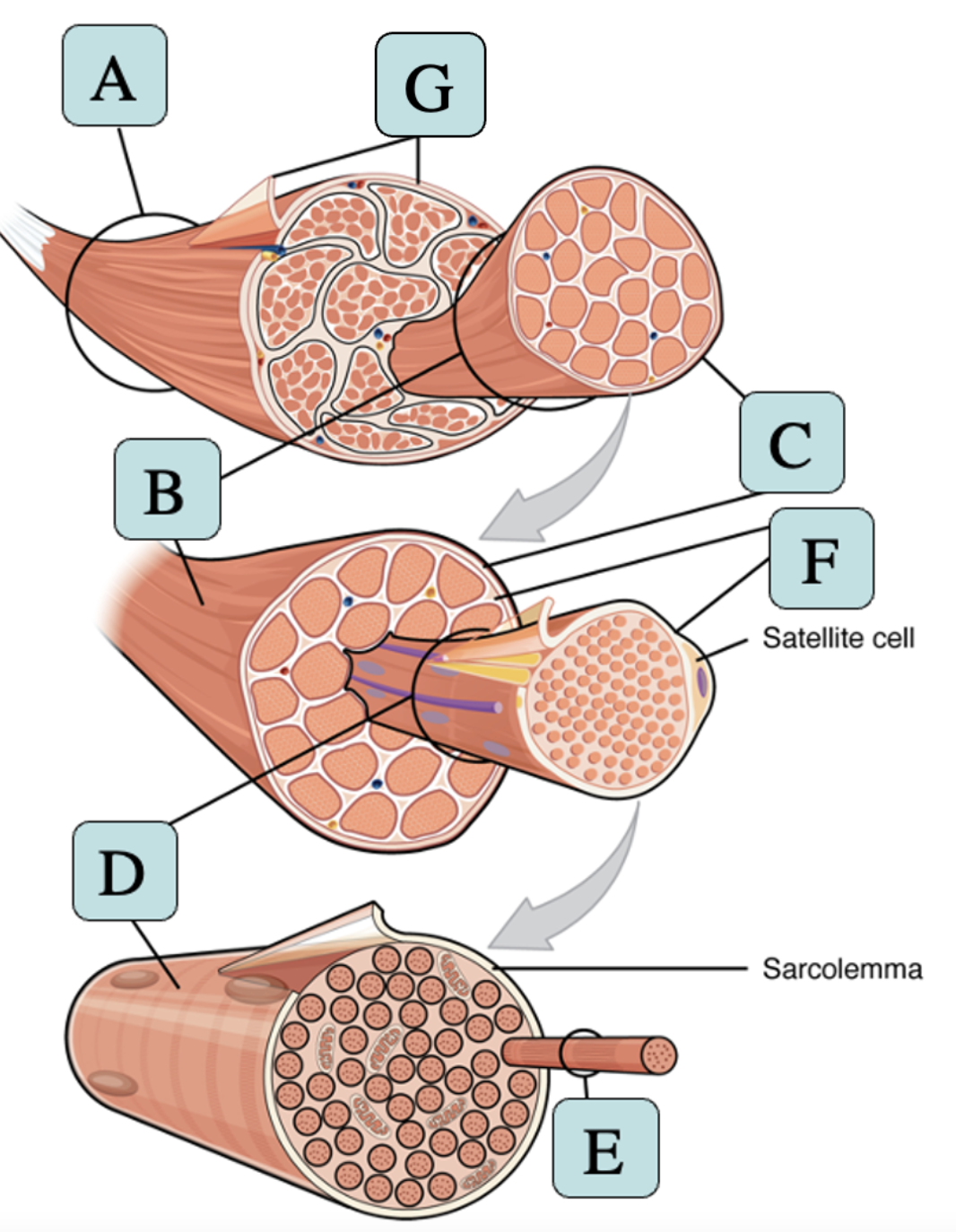 Solved Label the diagram with the following options: | Chegg.com
