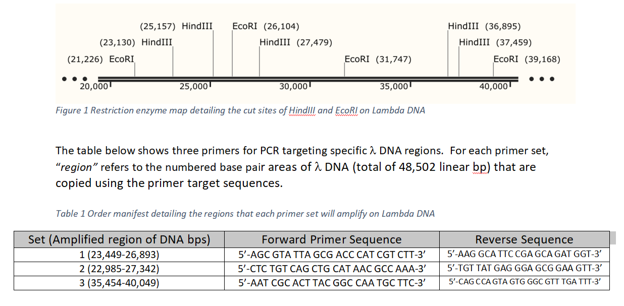 Solved 1. How many nanograms of Lambda DNA will be in the | Chegg.com