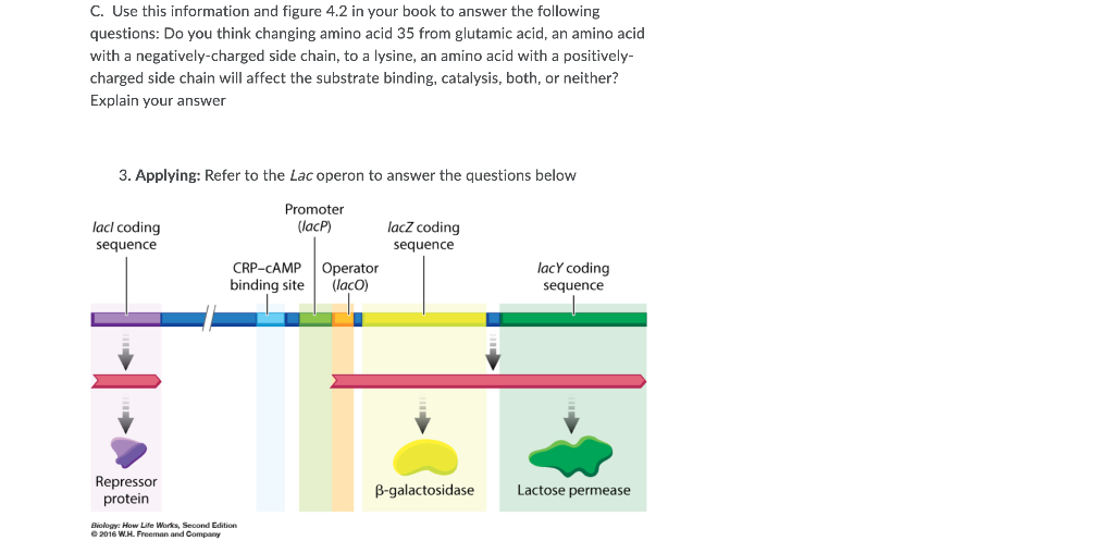 Solved 1. Understanding: A mutation leads to a change in | Chegg.com