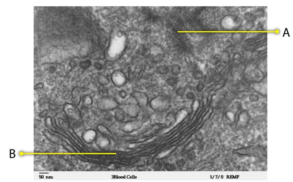 Solved Identify the structures of this cell indicated by | Chegg.com