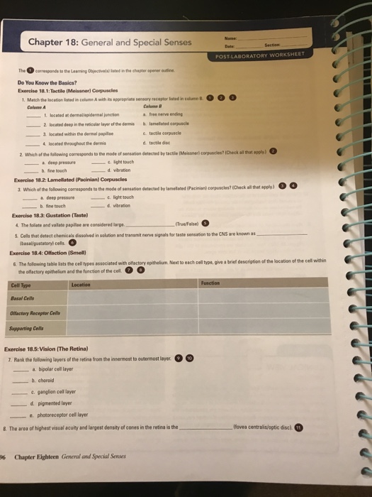 Solved Chapter 18: General and Special Senses POST | Chegg.com