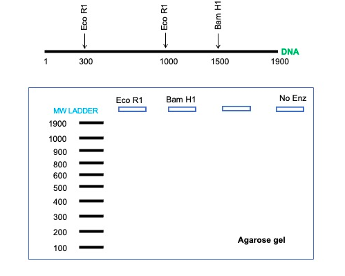 Solved In a restriction mapping experiment, a 1900 bp | Chegg.com