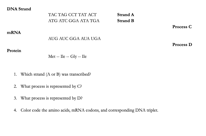 Solved DNA Strand TAC TAG CCT TAT ACT ATG ATC GGA ATA TGA | Chegg.com