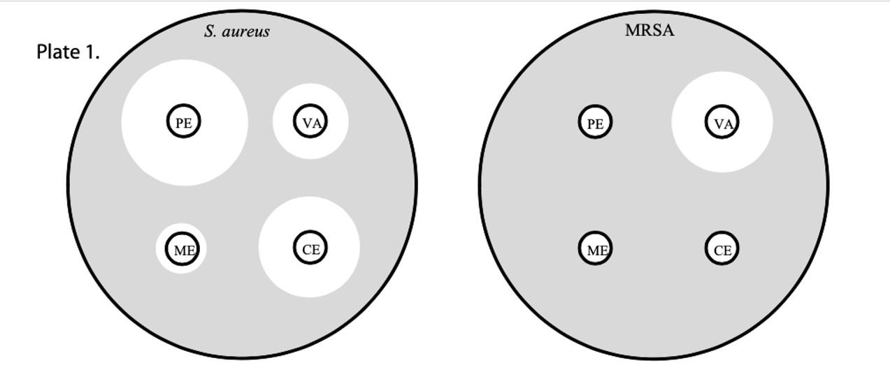 Solved S. aureus MRSA Plate 1. PE VA PE VA ME СЕ. ME CE S. | Chegg.com