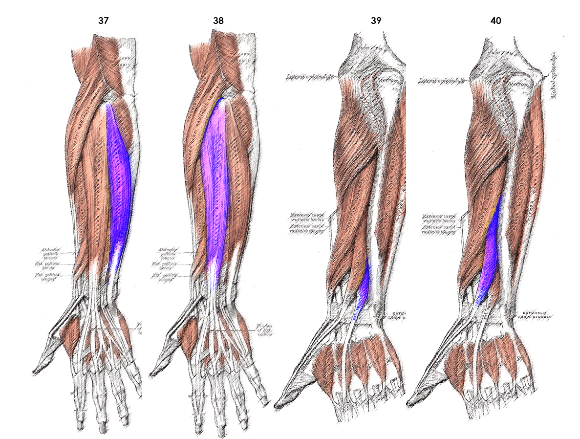 Solved Based on your understanding of musculoskeletal | Chegg.com