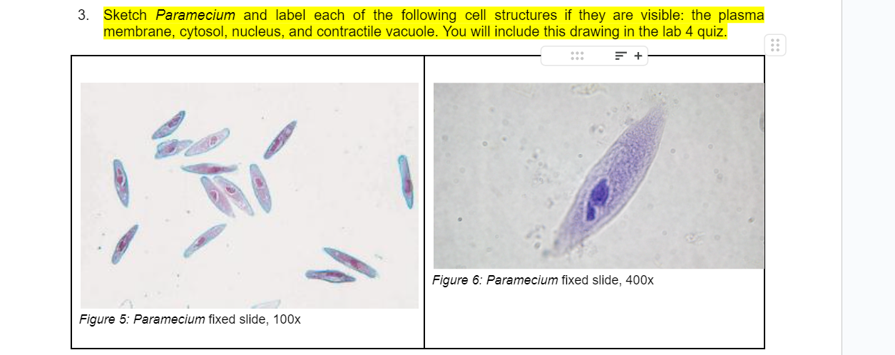 Solved Sketch Paramecium and label each of the following | Chegg.com