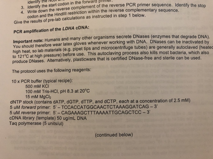 Lab 11 Protocol: Purification of digested DNA and | Chegg.com