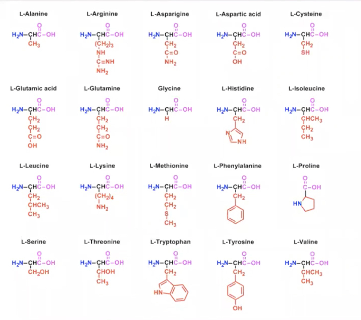 Peptide drawingDetermine the sequence of your peptide | Chegg.com
