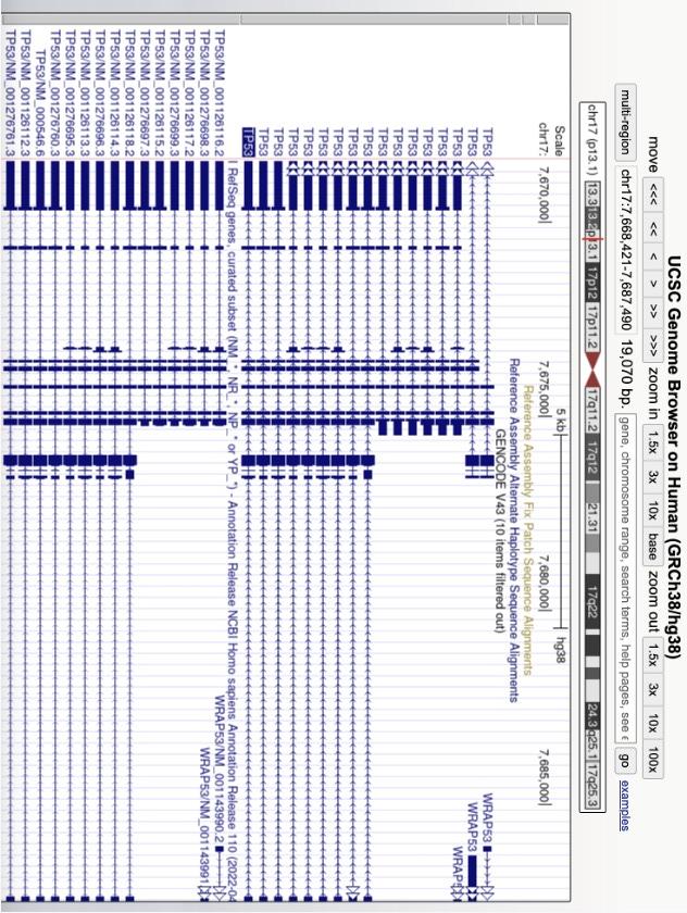 Solved A. How many different GENCODE isoforms are displayed? | Chegg.com