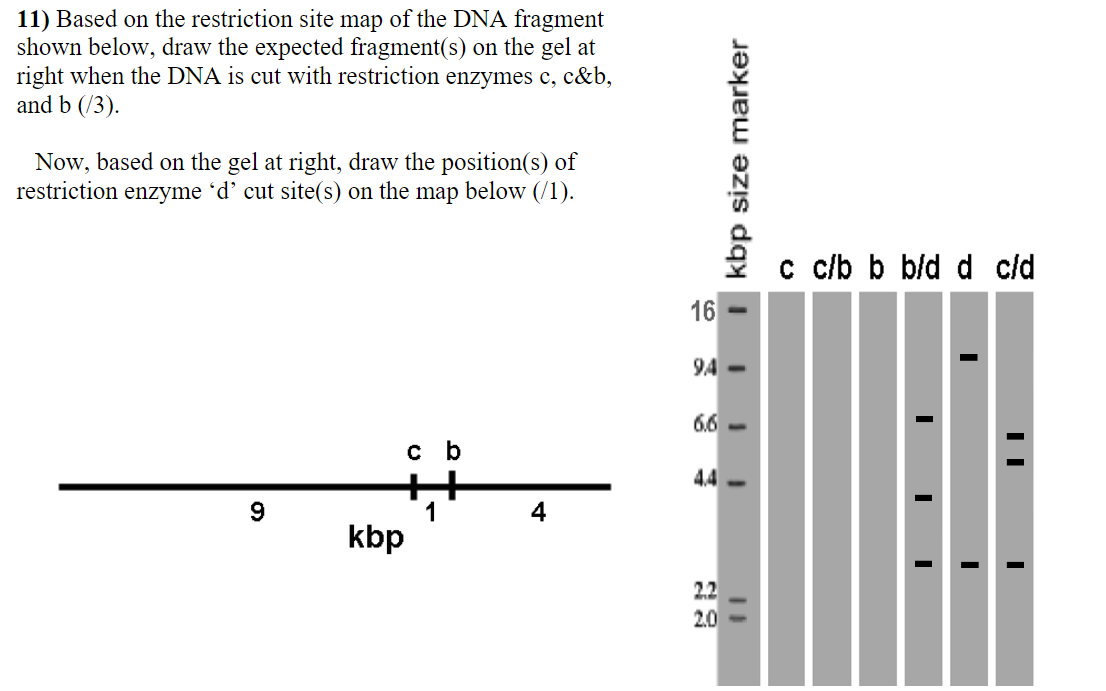 Solved 11) Based on the restriction site map of the DNA | Chegg.com