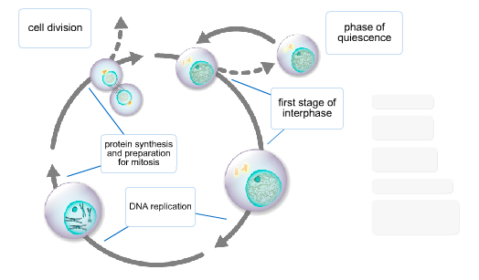 Solved Label each phase of the cell cycle in the figure | Chegg.com