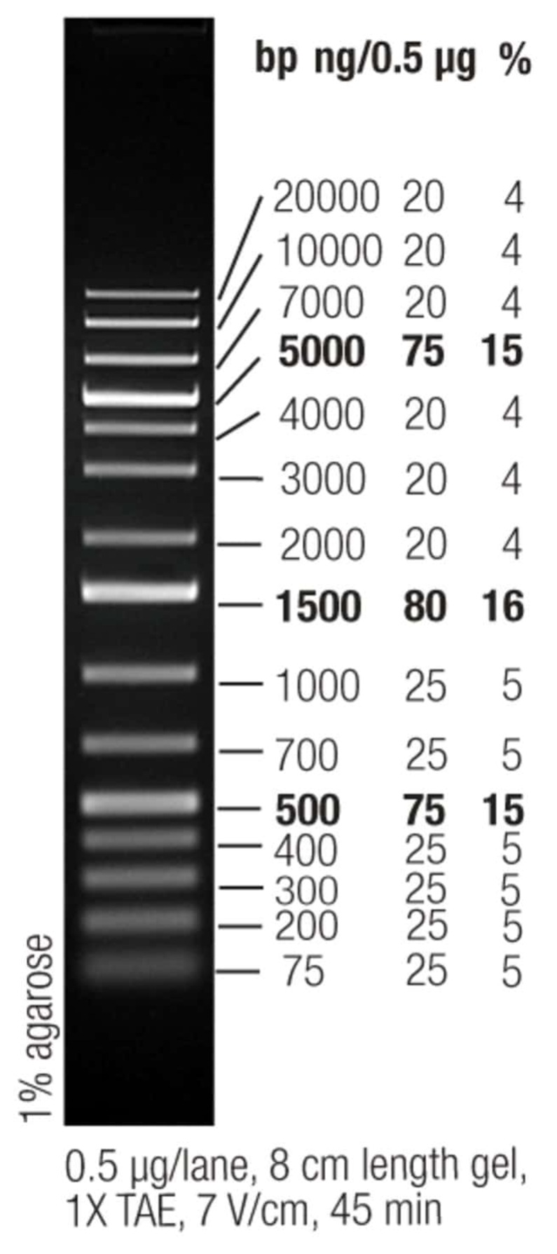 1.) Using the fragment size of the DNA markers from | Chegg.com