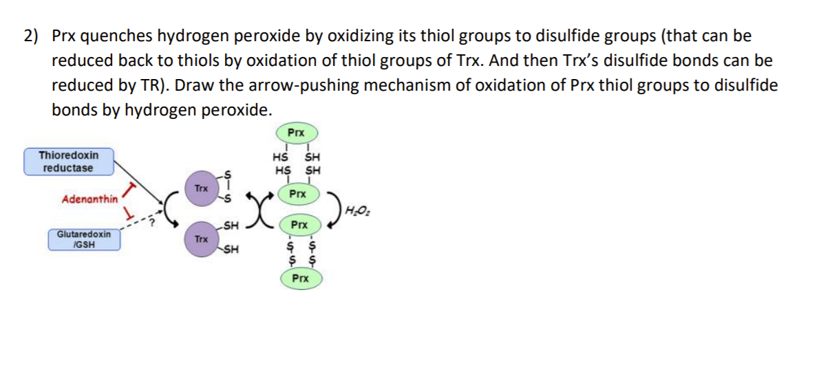 2) Prx quenches hydrogen peroxide by oxidizing its | Chegg.com