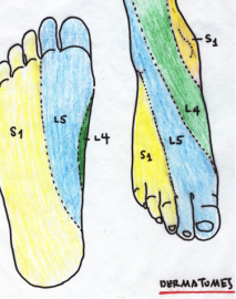 Dermatomes Foot