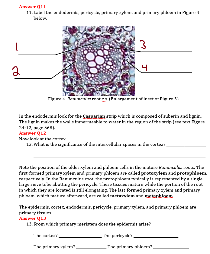 Solved Answer Q7-8 7. Label the root apical meristem, the | Chegg.com