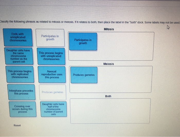 Solved Classify the following phrases as related to mitosis | Chegg.com