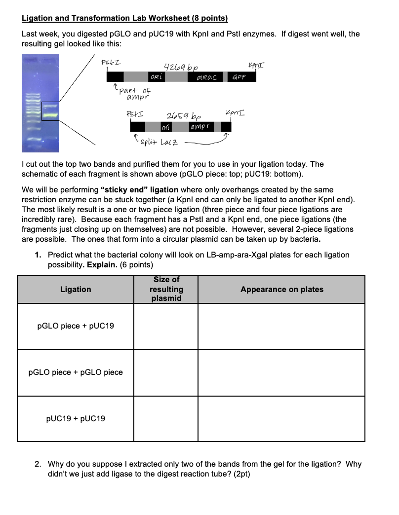Ligation and Transformation Lab Worksheet (8 points) | Chegg.com