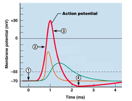 Solved Using the graph below, briefly describe what is | Chegg.com