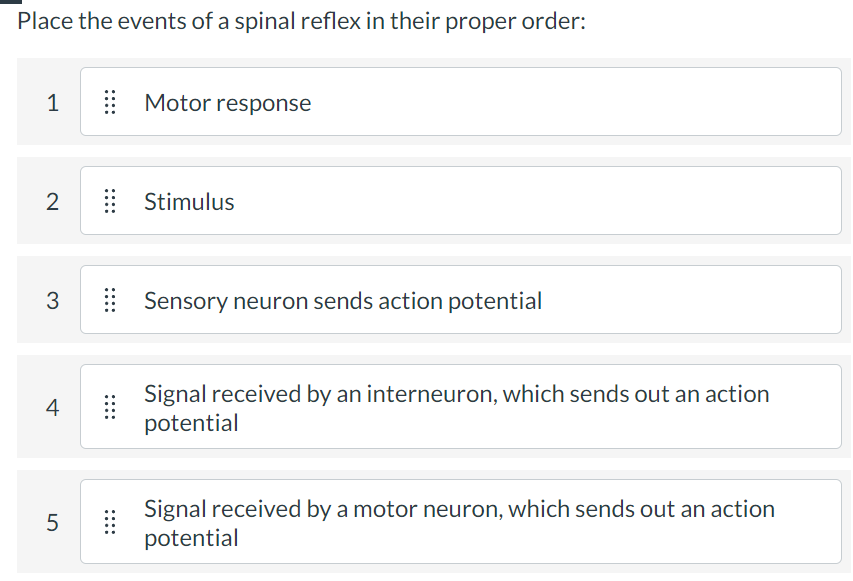 Solved Place the events of a spinal reflex in their proper | Chegg.com
