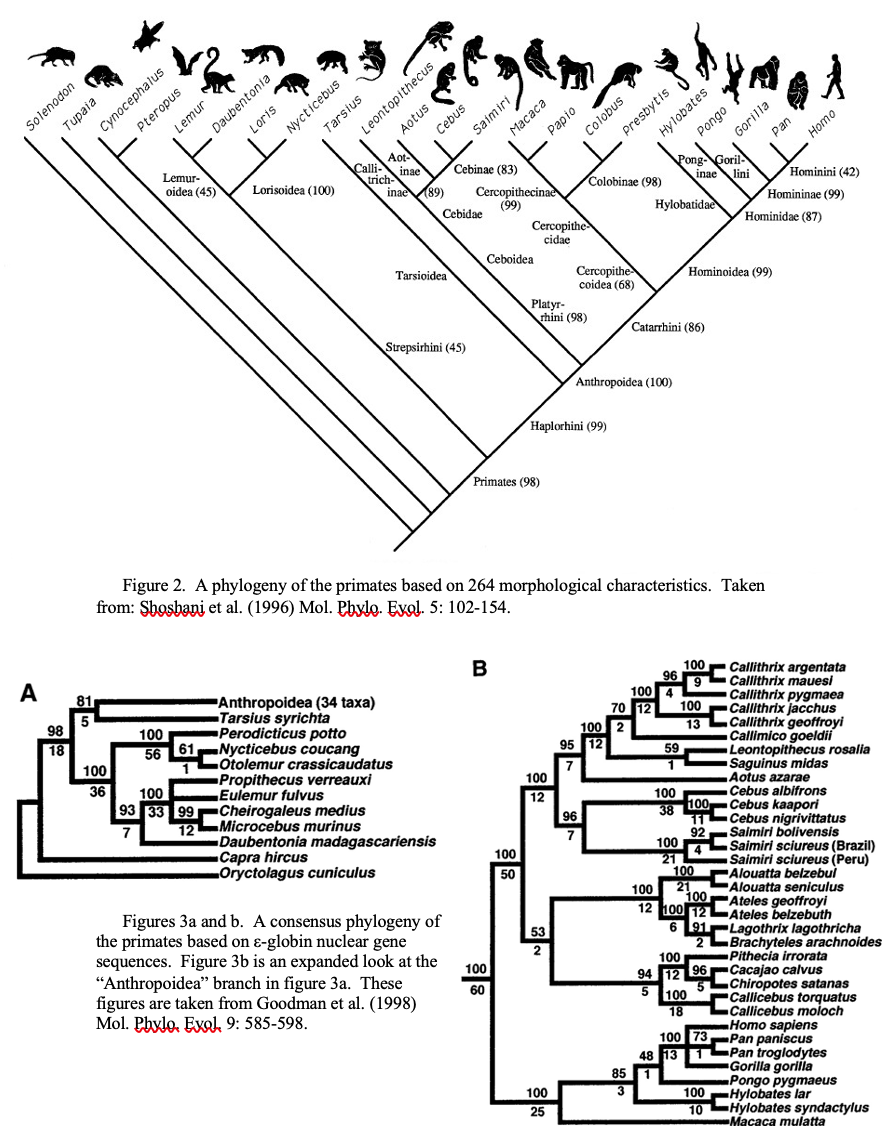 A TARSIERS OLD WORLD MONKEYS HUMANS CHIMPANZEES | Chegg.com