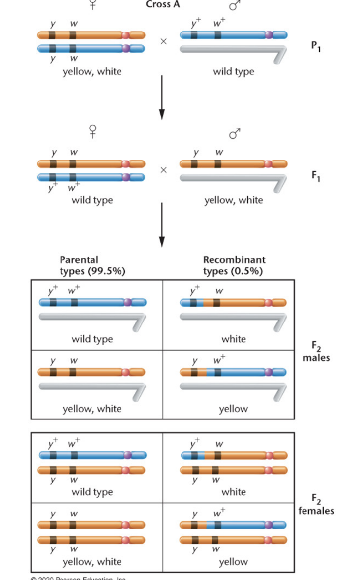Solved How do you do a cross with a wild-type allele? I am | Chegg.com