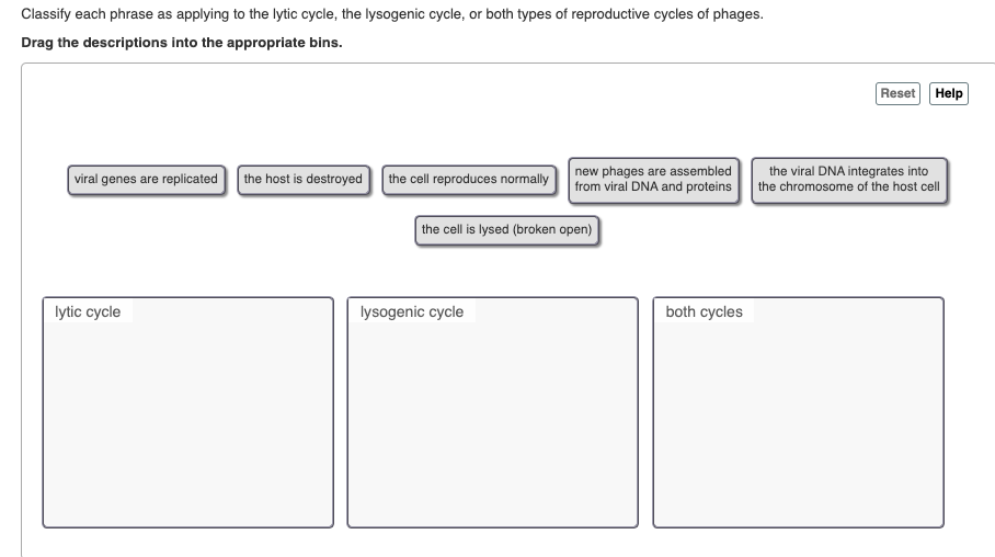 Solved Classify each phrase as applying to the lytic cycle, | Chegg.com