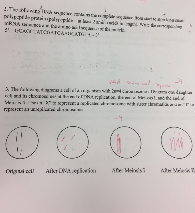 Solved 2. The following DNA sequence contains the complete | Chegg.com